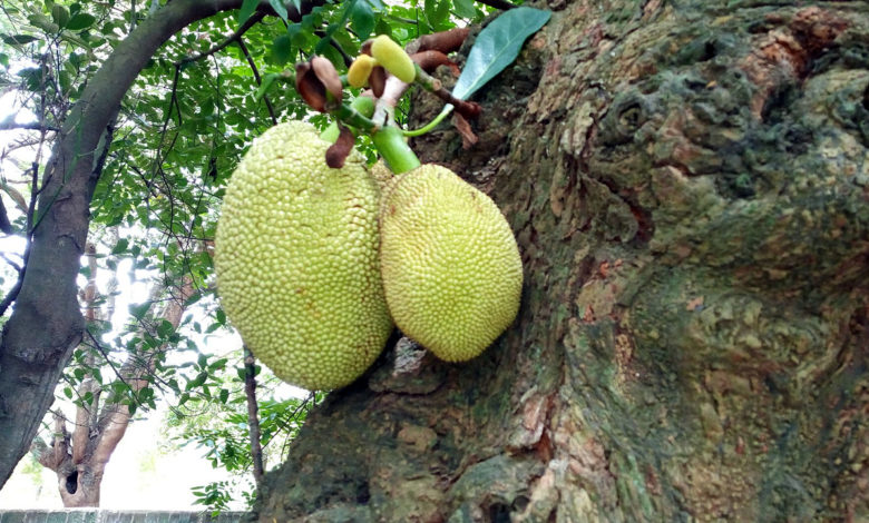 Le jaque, ce "fruit du pauvre" qui suscite un appétit international ...